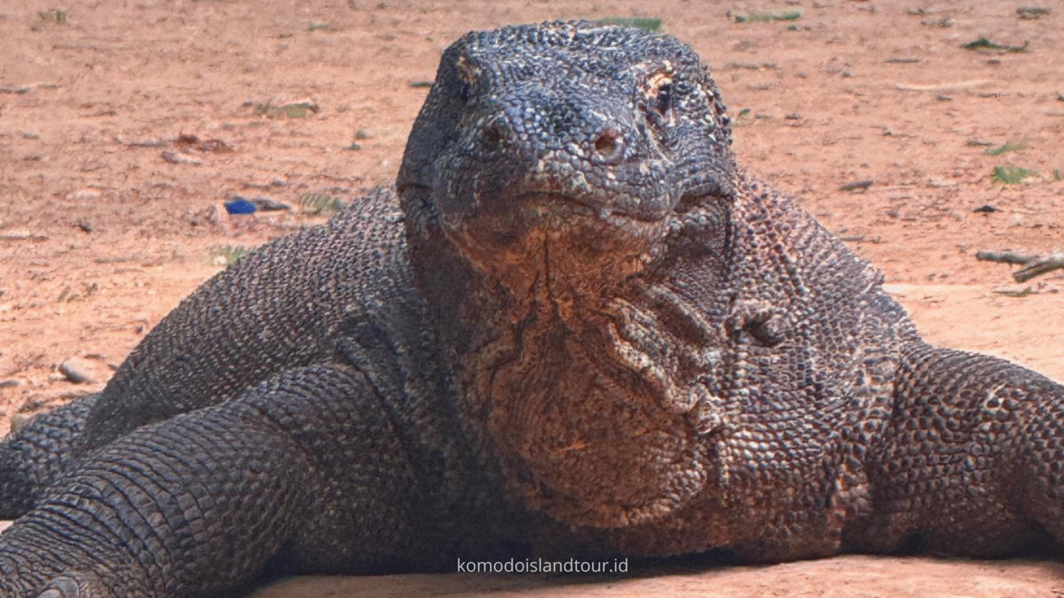 10 Surprising Facts About Komodo Dragons You Probably Didn’t Know ...
