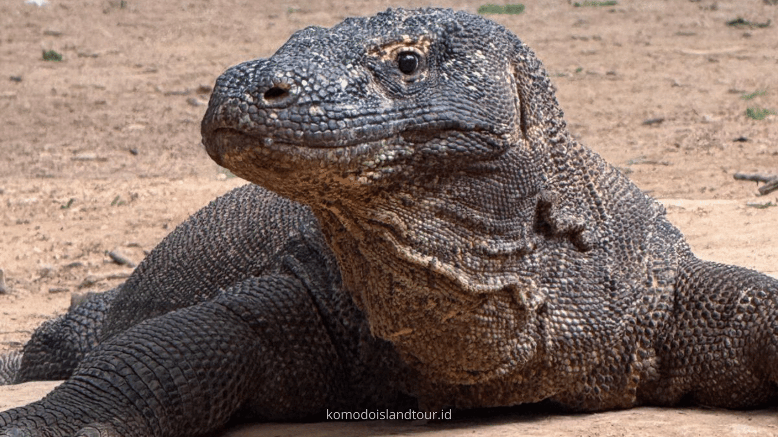 How Strong Is The Komodo Dragon? Nature’s Silent Apex Predator ...